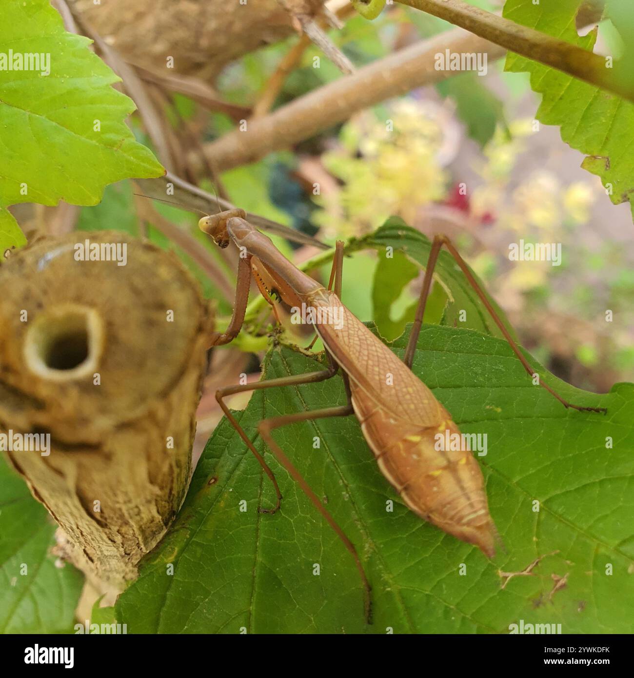False garden mantis hi-res stock photography and images - Alamy