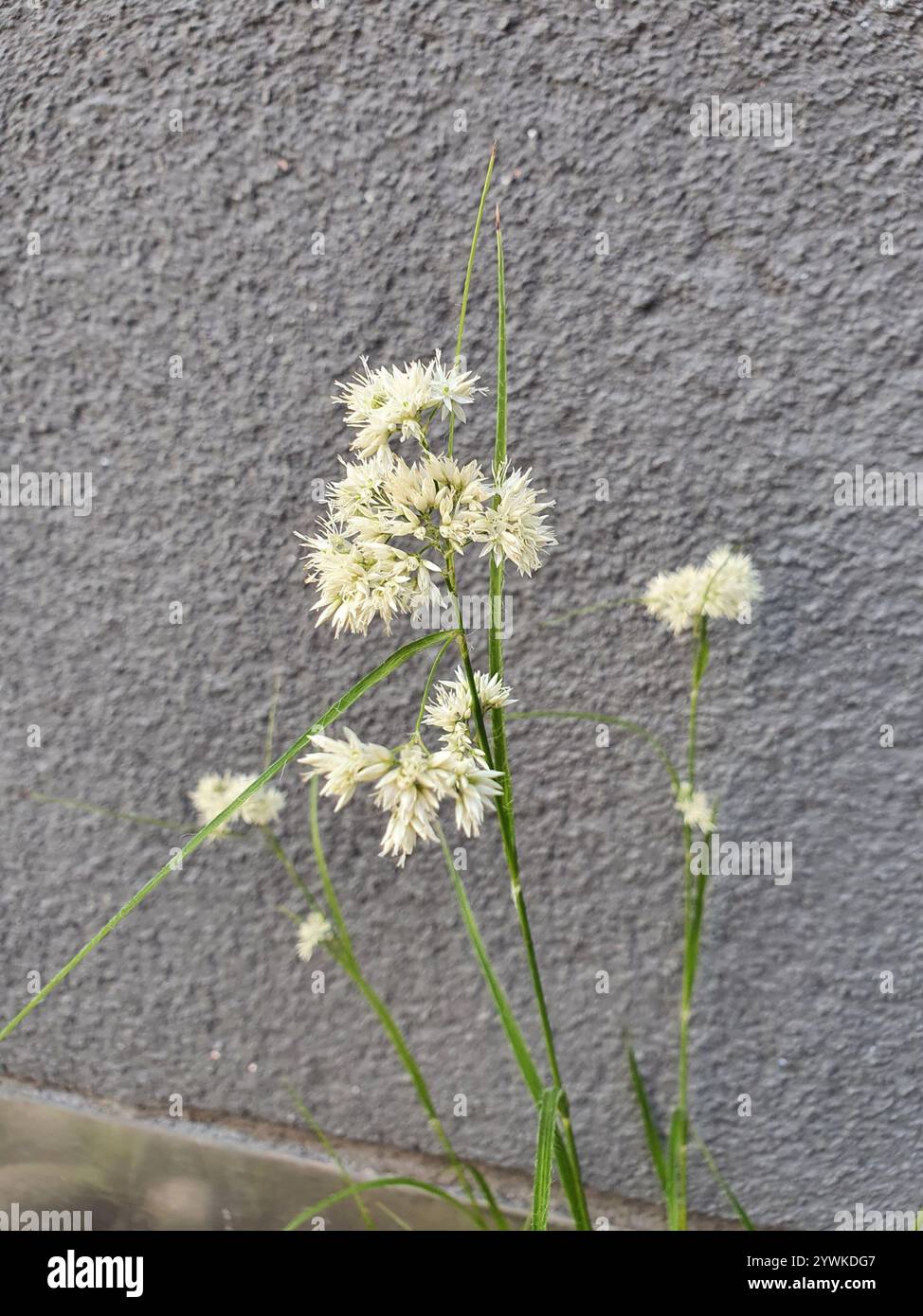 Snowy Woodrush (Luzula nivea Stock Photo - Alamy