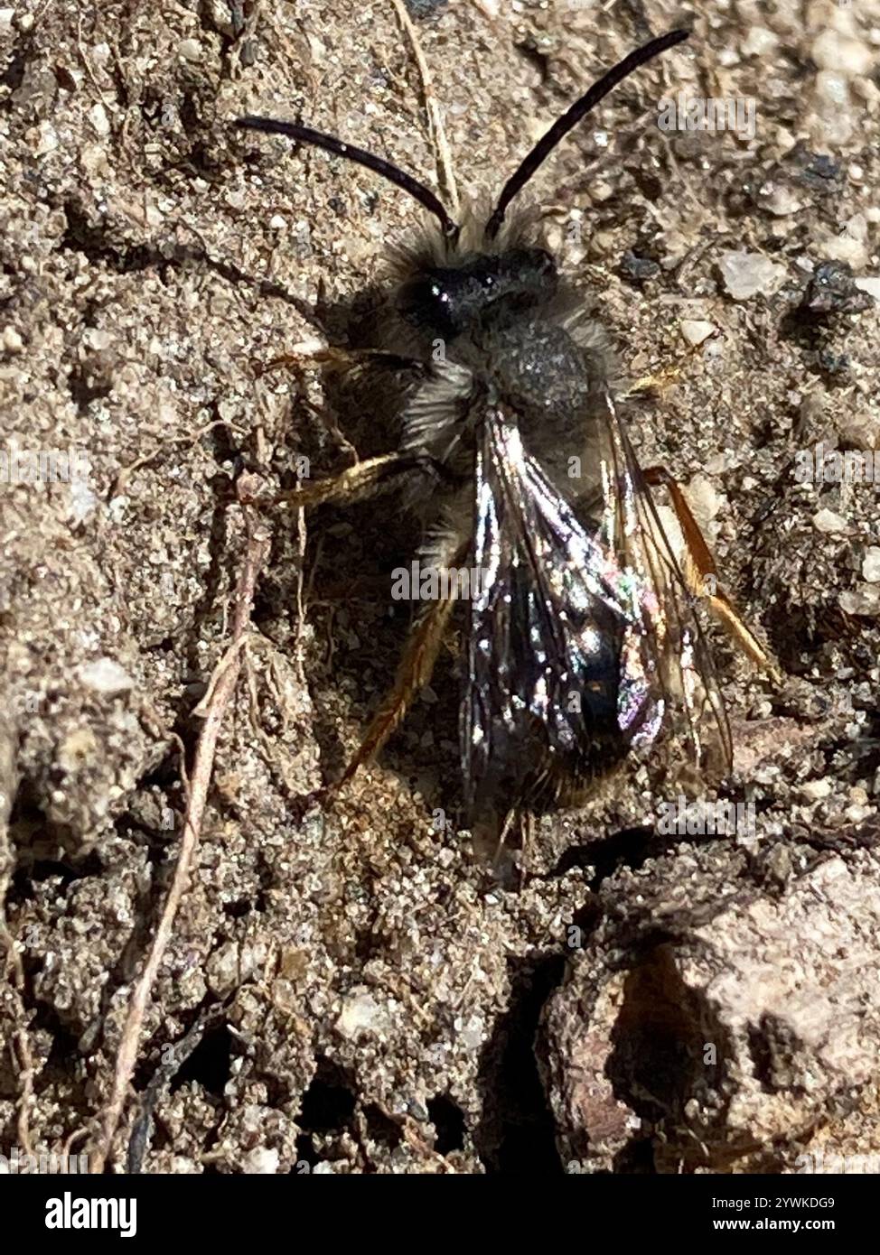 Mining Bees (Andrena Stock Photo - Alamy