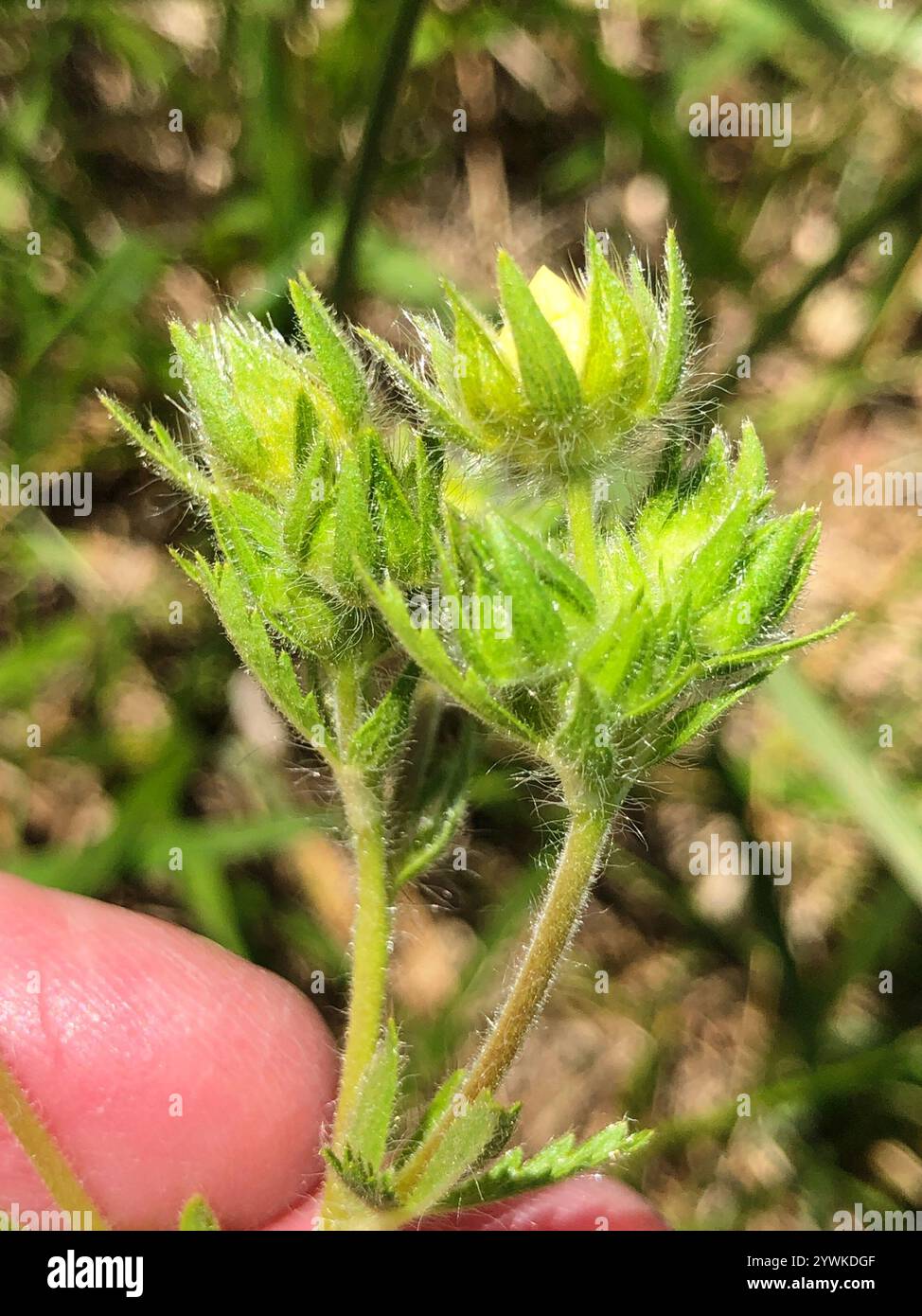 sulphur cinquefoil (Potentilla recta Stock Photo - Alamy