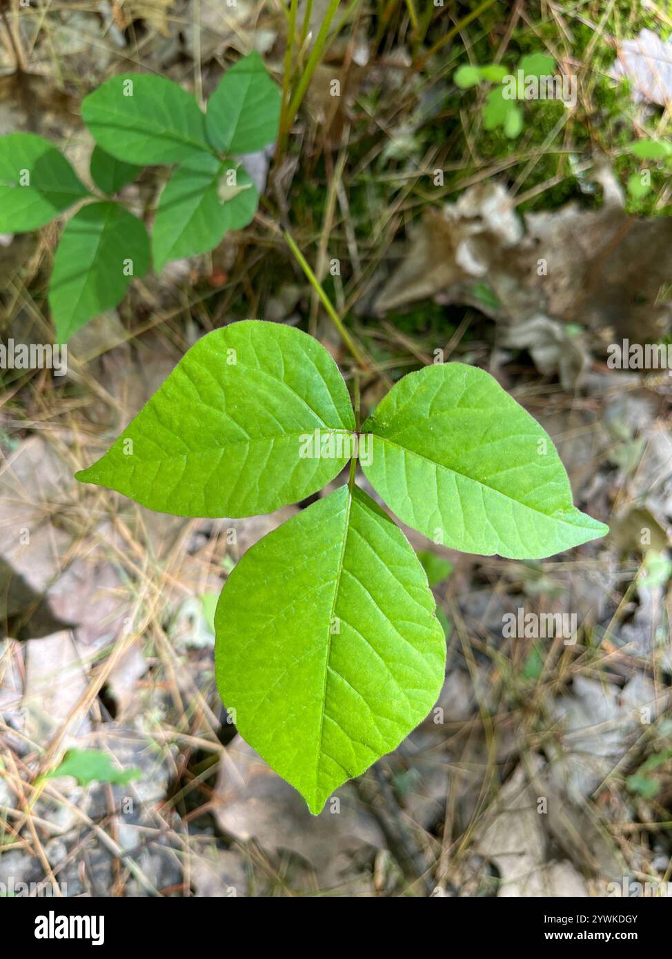 poison ivies and oaks (Toxicodendron Stock Photo - Alamy