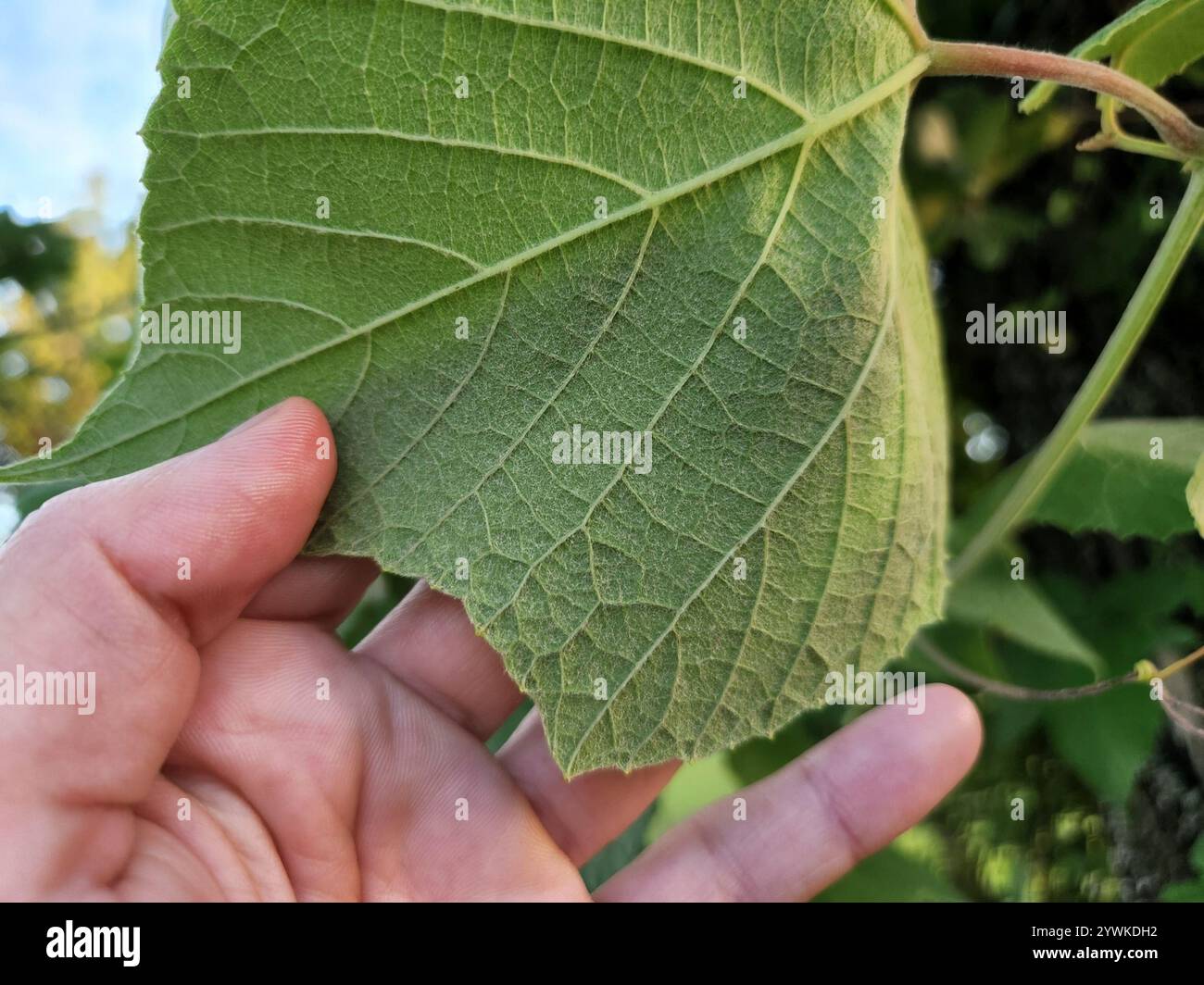 graybark grape (Vitis cinerea Stock Photo - Alamy