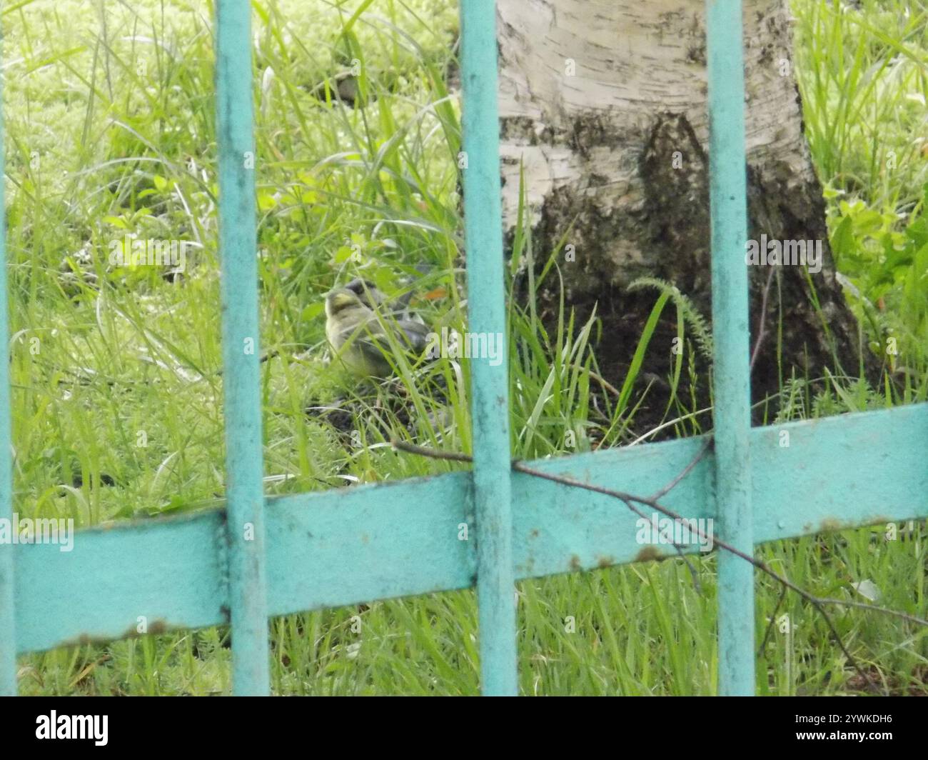 Great Tit (Parus major Stock Photo - Alamy