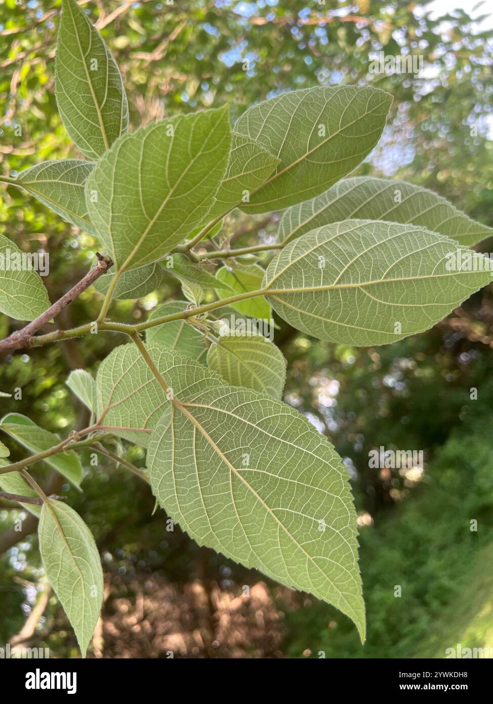Paper mulberry (Broussonetia papyrifera Stock Photo - Alamy