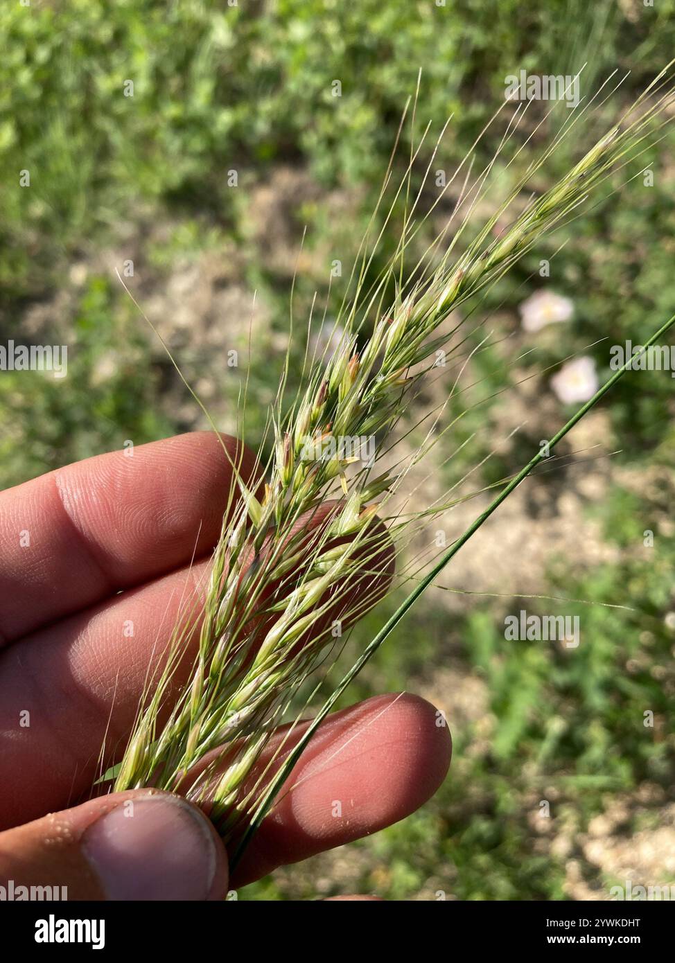 green needlegrass (Nassella viridula Stock Photo - Alamy