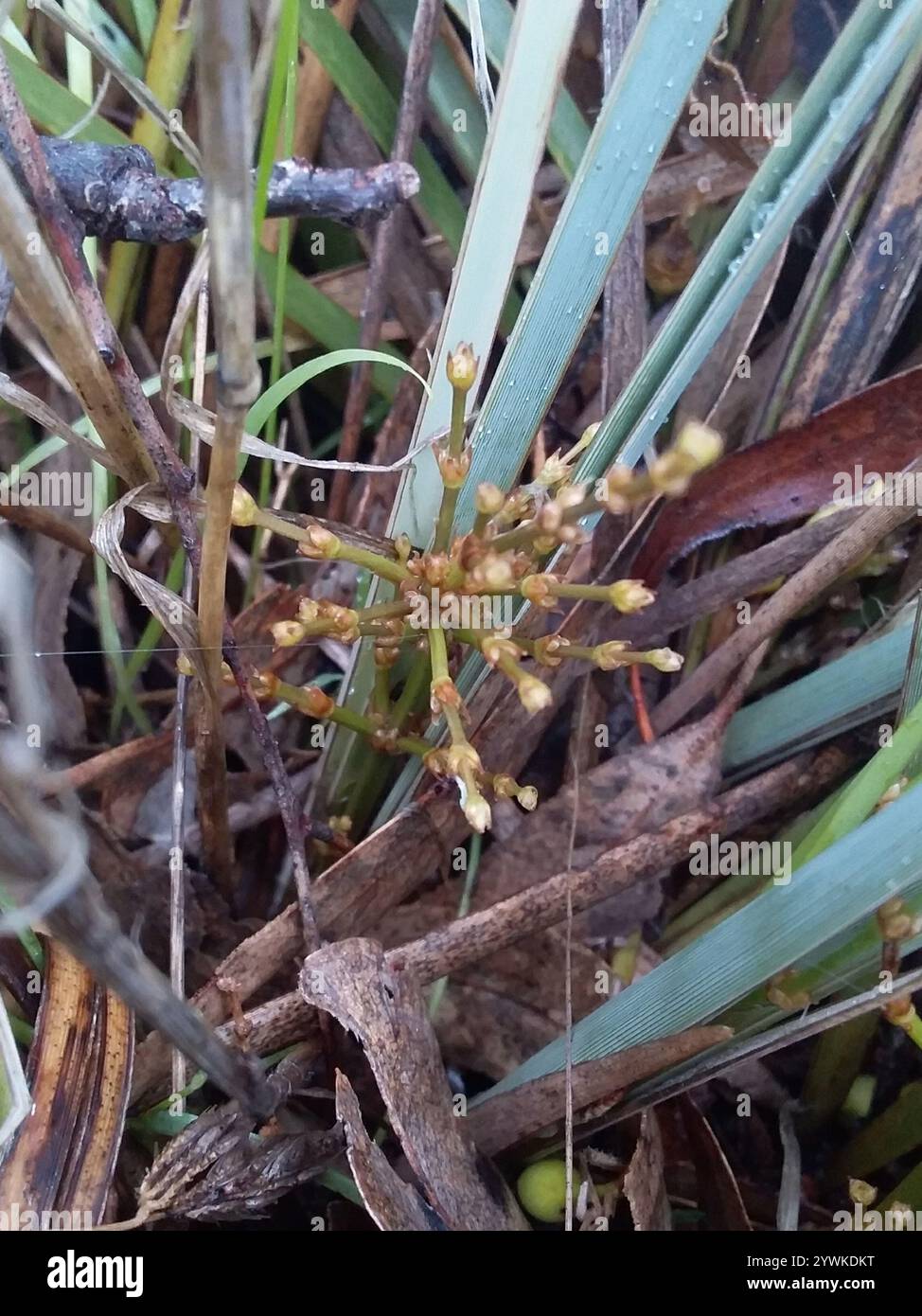 Lomandra grass hi-res stock photography and images - Alamy