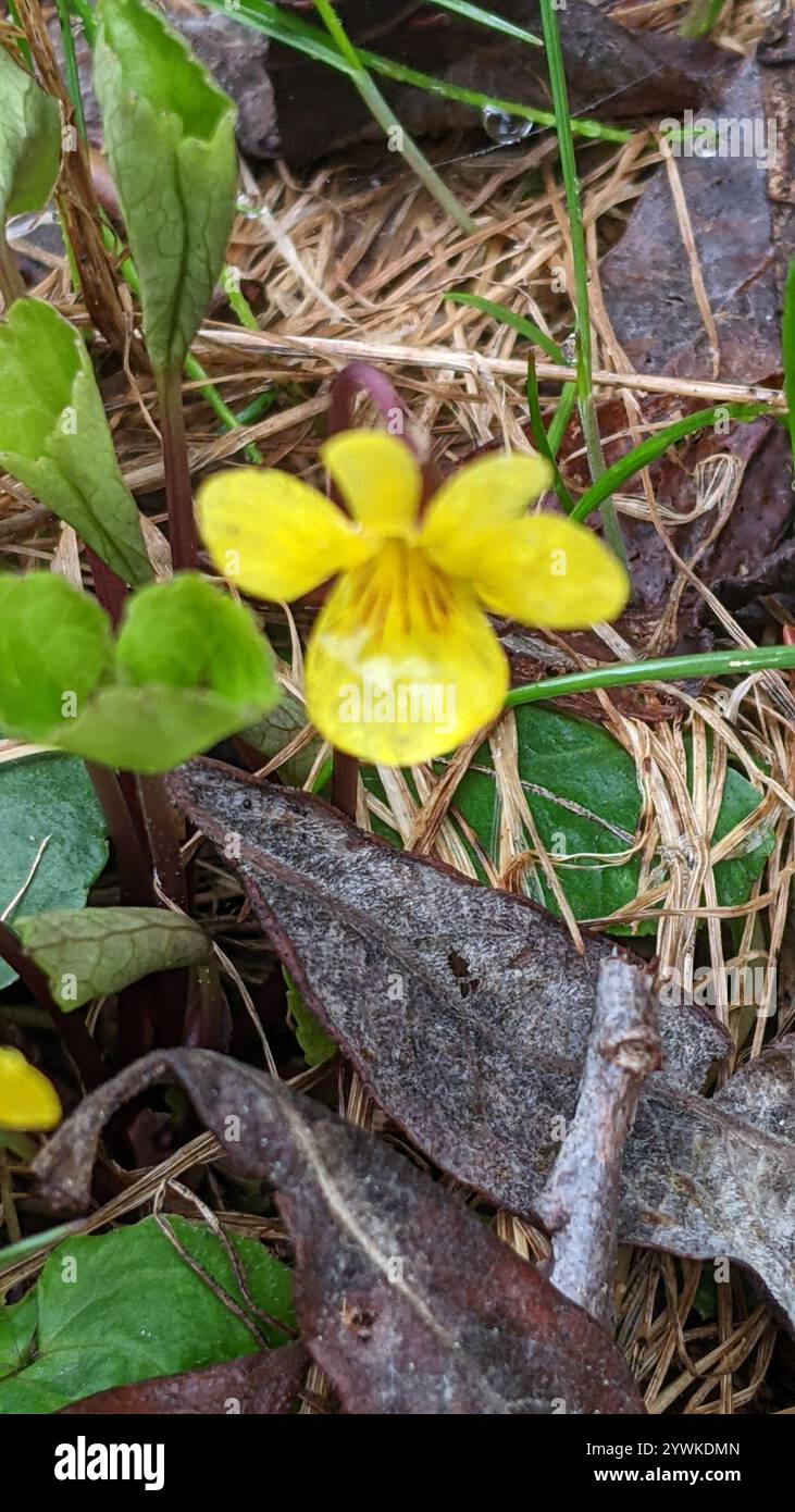 western roundleaf violet (Viola orbiculata Stock Photo - Alamy