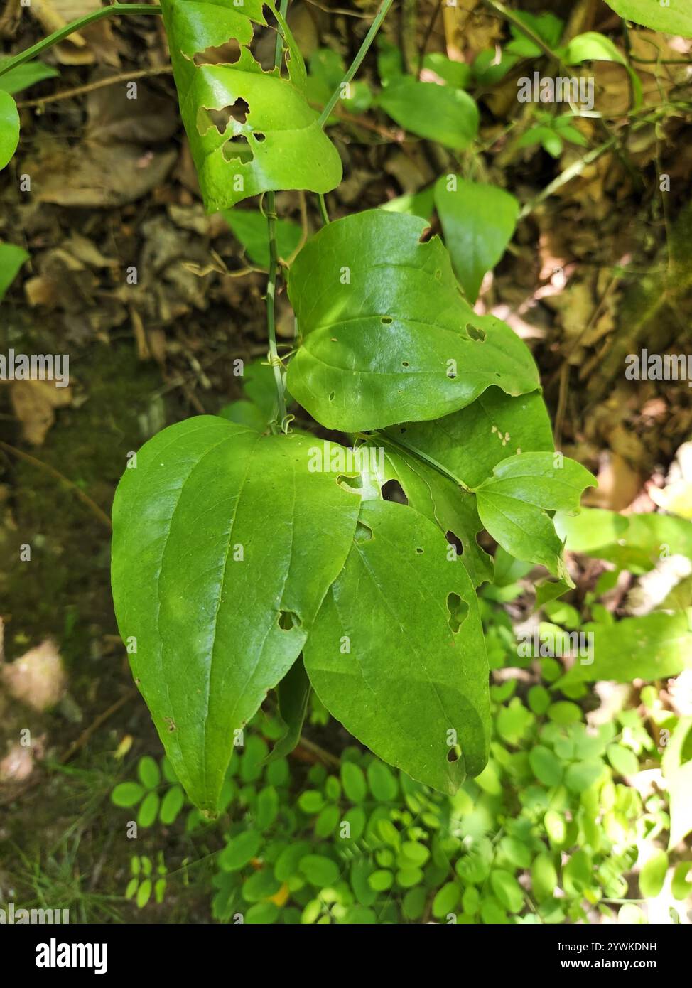Smilax rotundifolia hi-res stock photography and images - Alamy