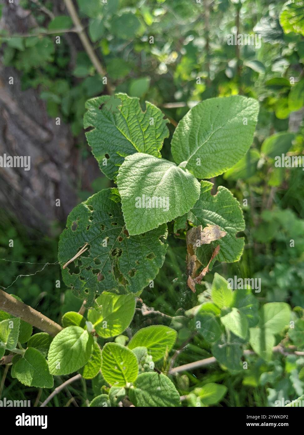 Wayfaring-tree (Viburnum lantana Stock Photo - Alamy