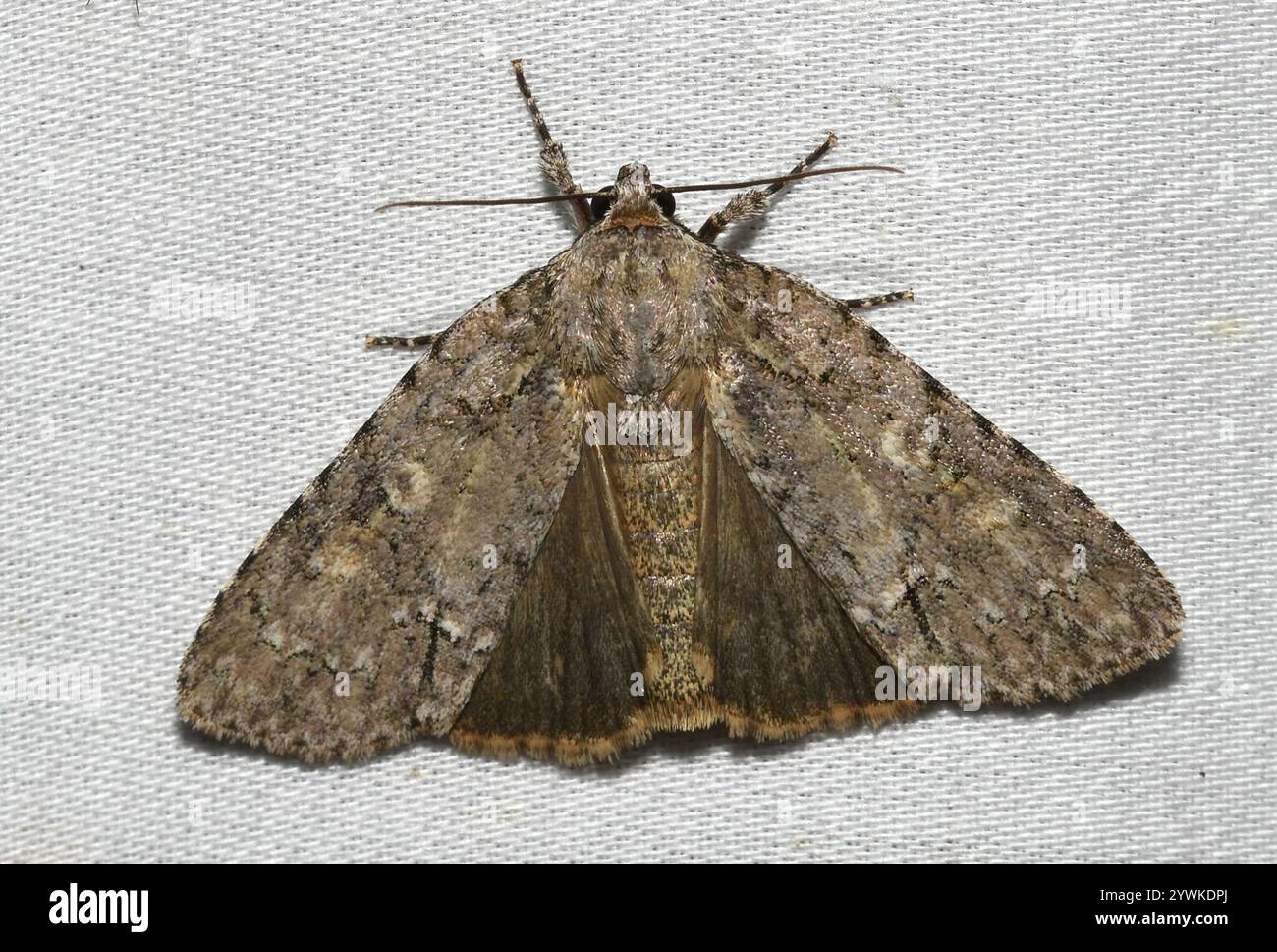 Dagger Moths (Acronicta Stock Photo - Alamy