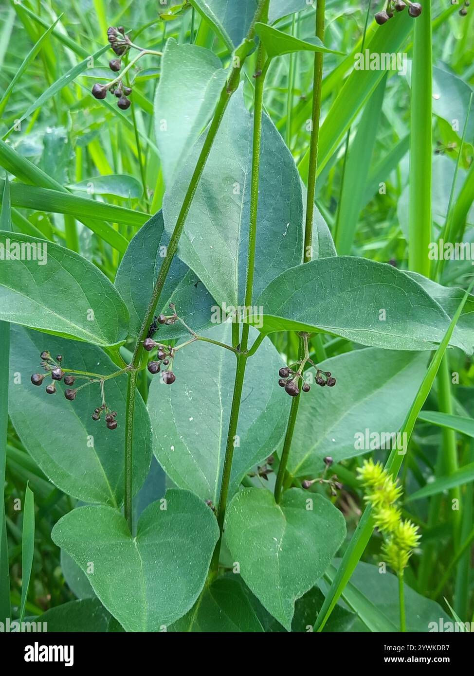 black swallow-wort (Vincetoxicum nigrum Stock Photo - Alamy
