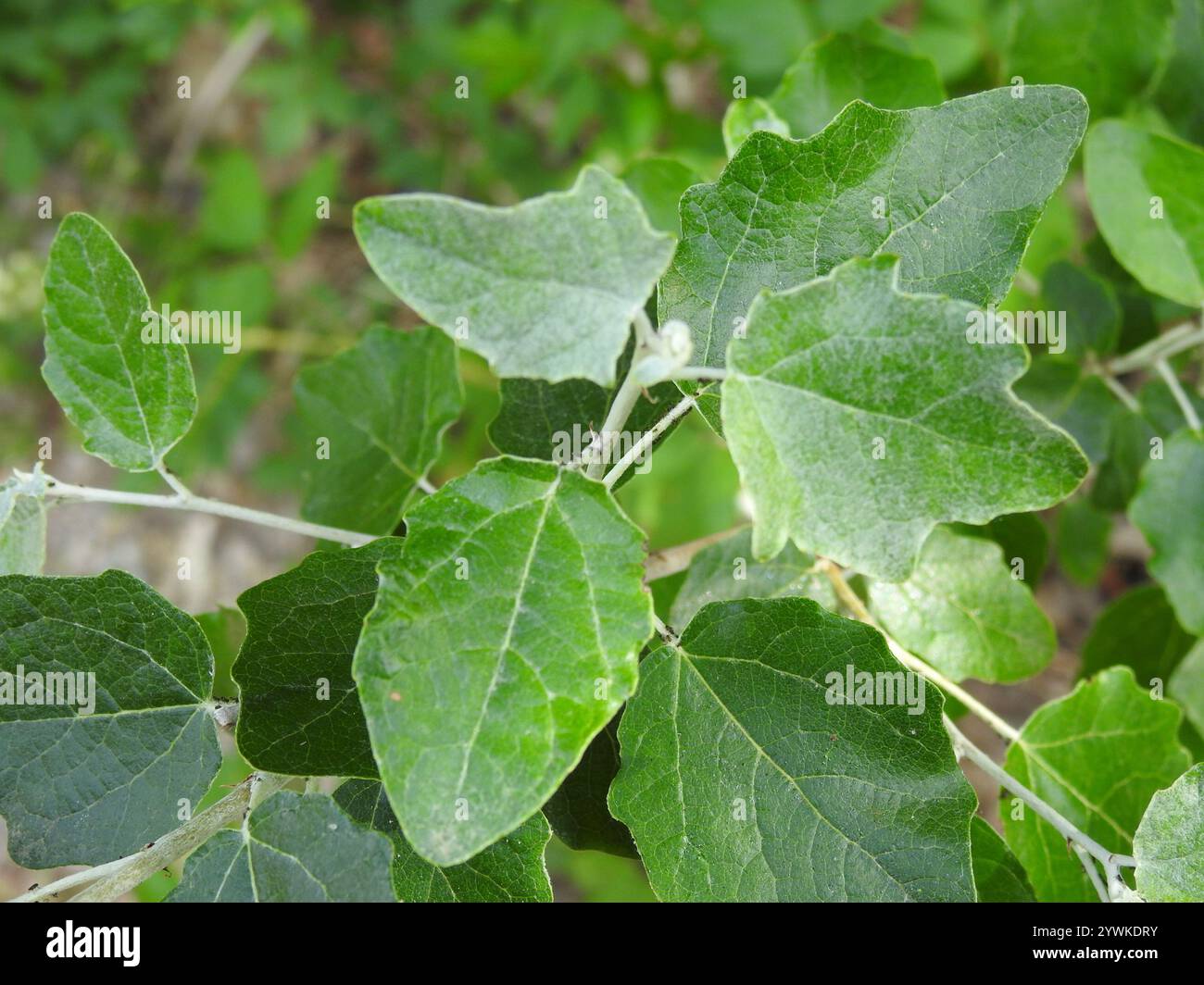 white poplar (Populus alba Stock Photo - Alamy