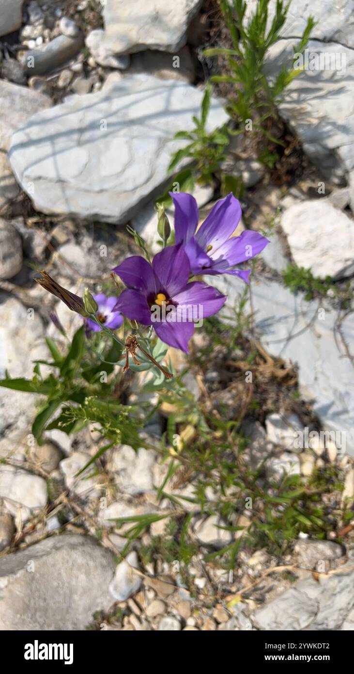 catchfly prairie gentian (Eustoma exaltatum Stock Photo - Alamy