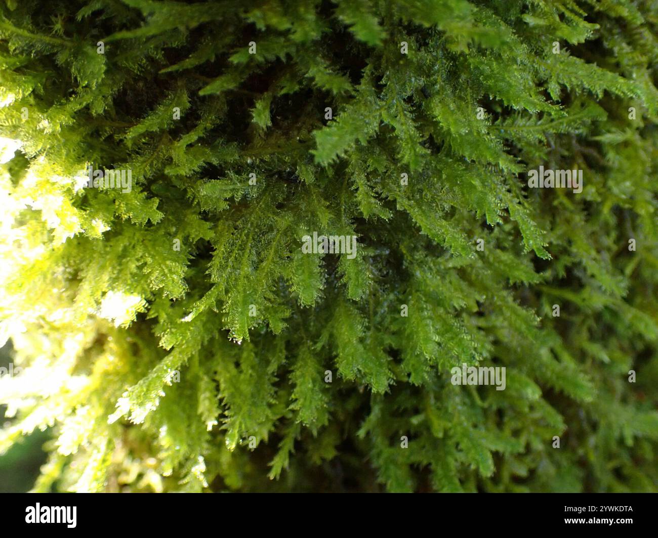 Neckera moss hi-res stock photography and images - Alamy