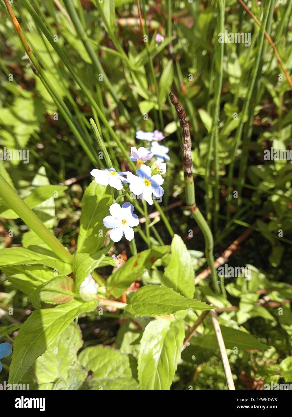 water forget-me-not (Myosotis scorpioides Stock Photo - Alamy