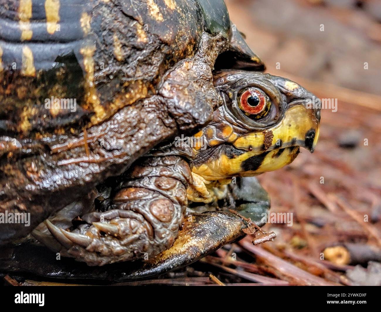 Eastern Box Turtle (Terrapene carolina carolina Stock Photo - Alamy