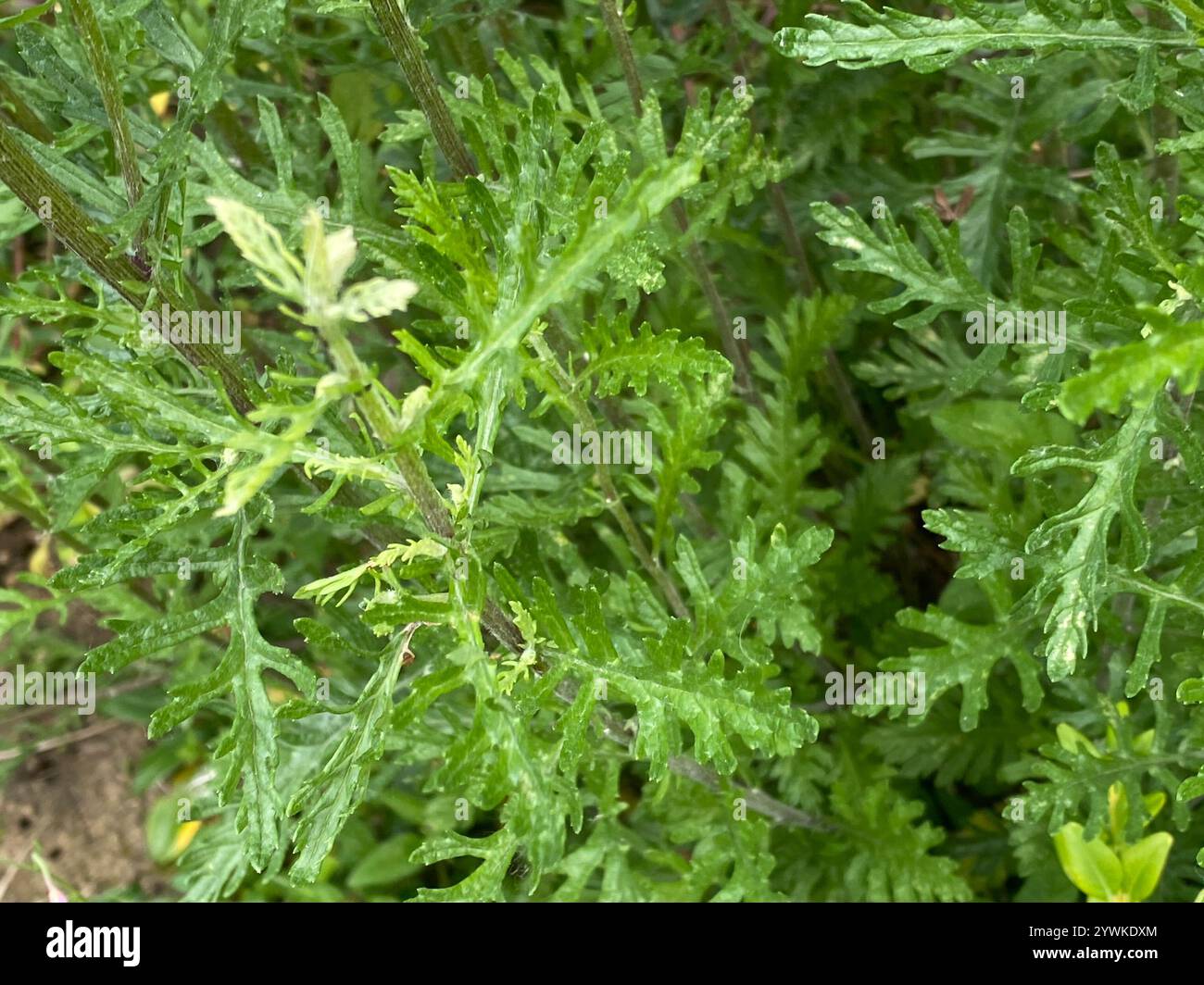 Hoary Ragwort (Jacobaea erucifolia Stock Photo - Alamy
