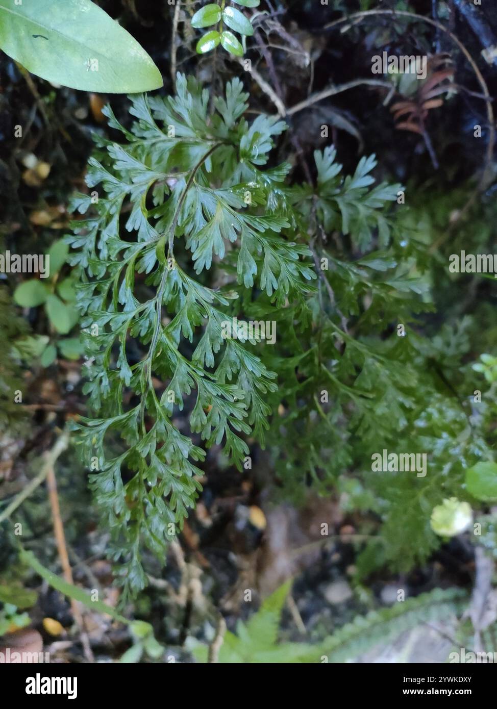 drooping filmy fern (Hymenophyllum demissum Stock Photo - Alamy