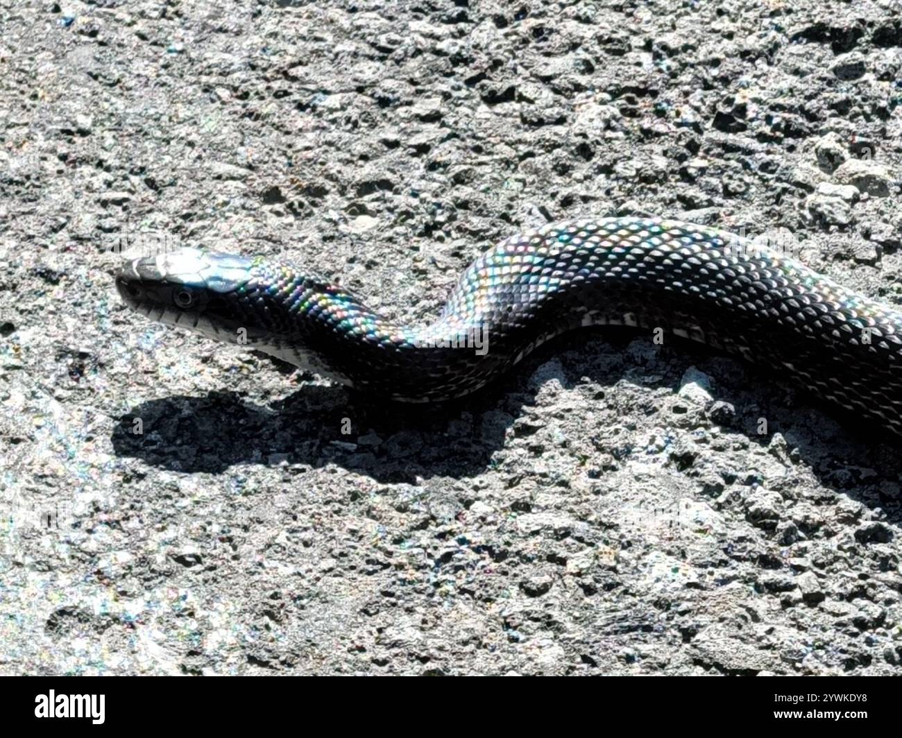 Gray Ratsnake (Pantherophis spiloides Stock Photo - Alamy
