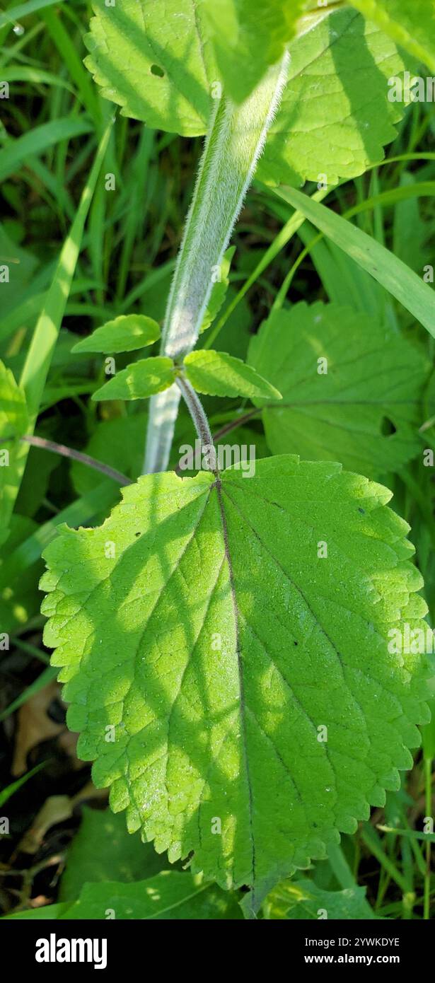 purple giant hyssop (Agastache scrophulariifolia Stock Photo - Alamy