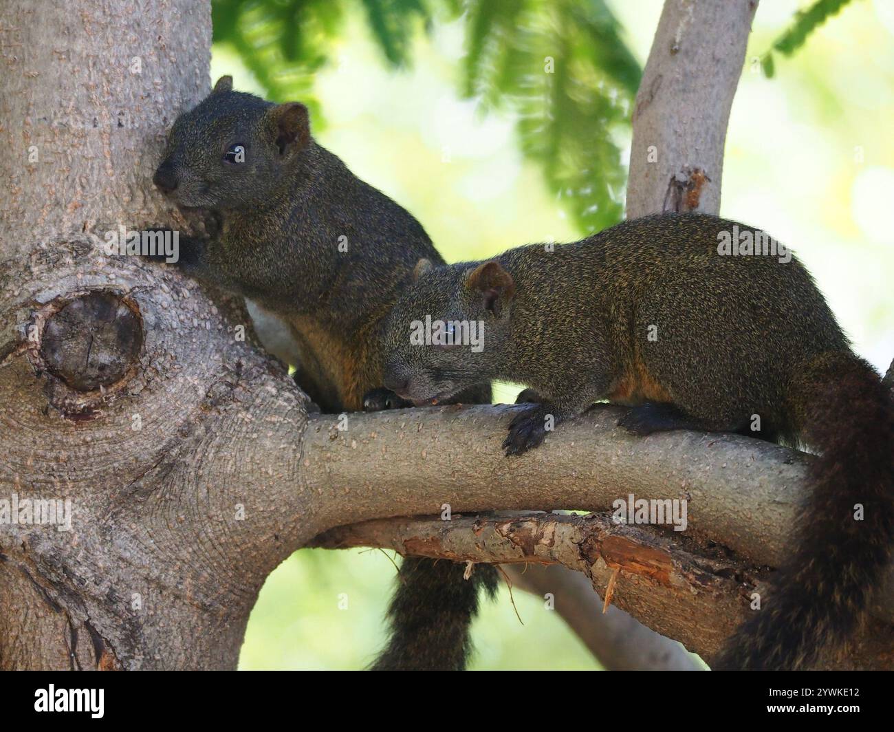 Taiwan Squirrel (Callosciurus erythraeus thaiwanensis Stock Photo - Alamy