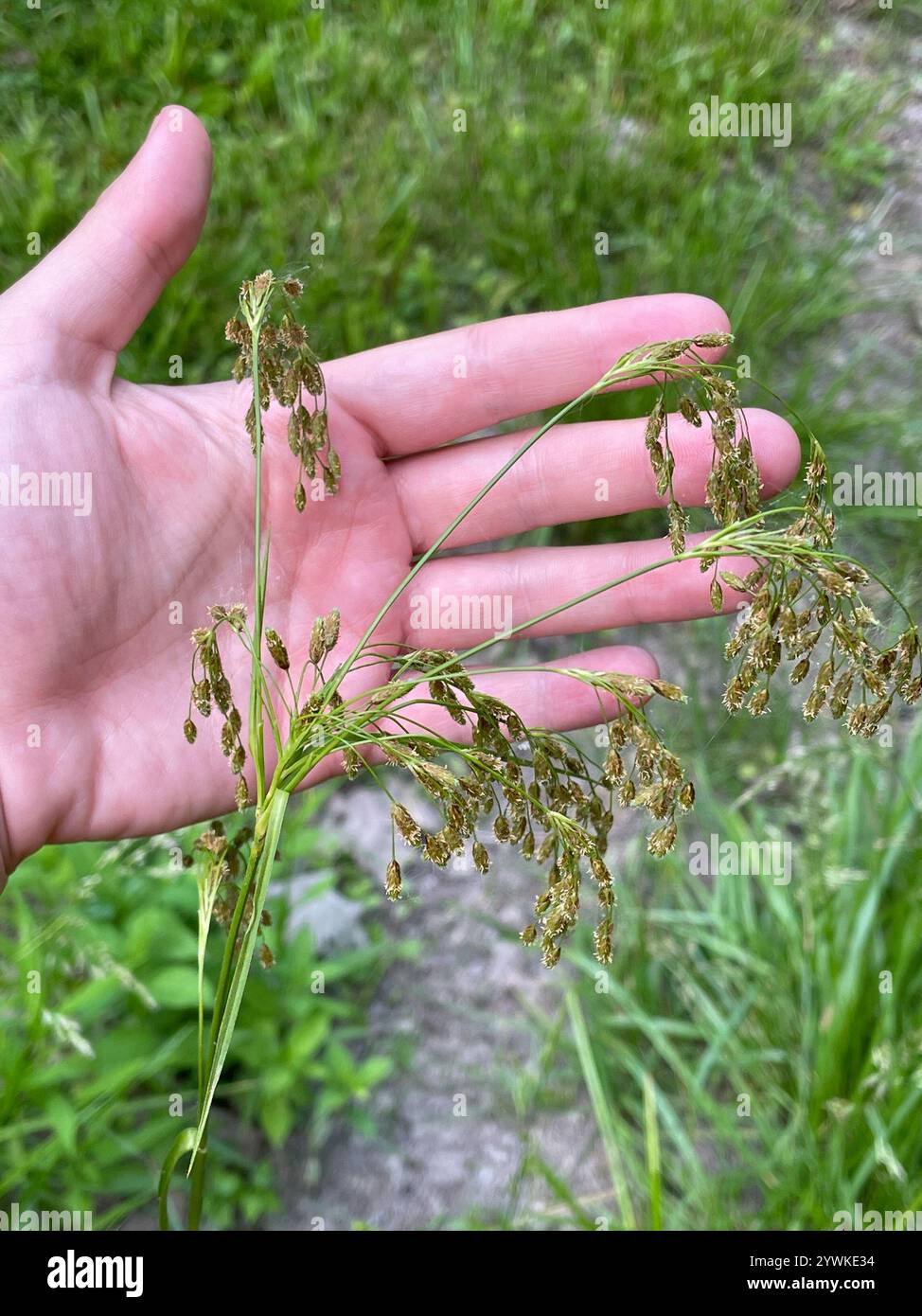nodding bulrush (Scirpus pendulus Stock Photo - Alamy
