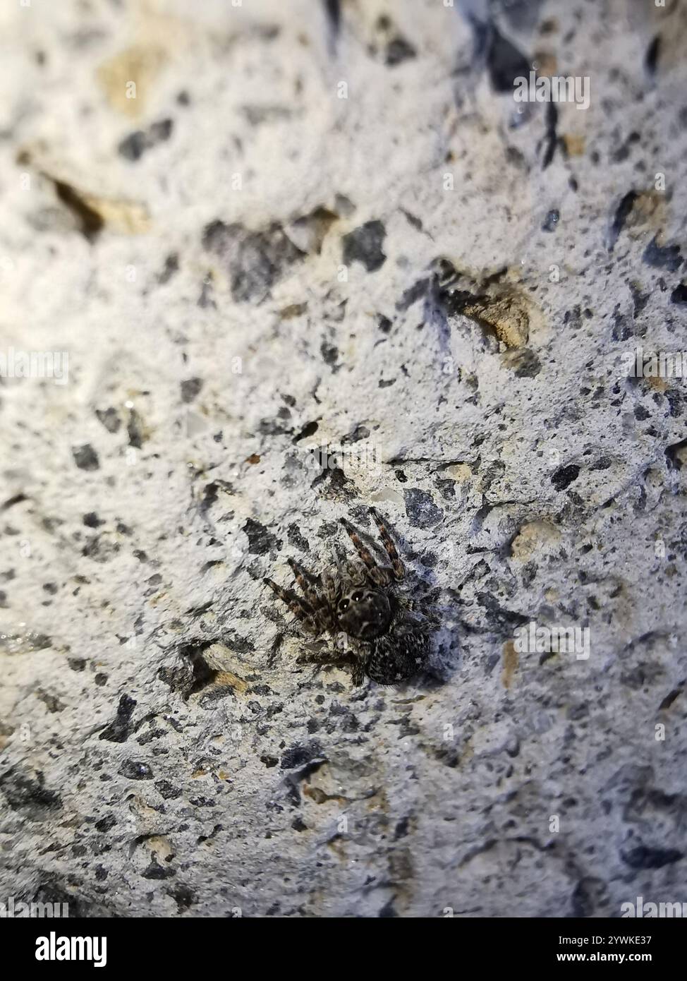 Attulus pubescens hi-res stock photography and images - Alamy