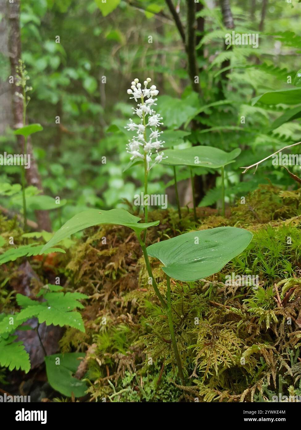 May Lily (Maianthemum bifolium Stock Photo - Alamy