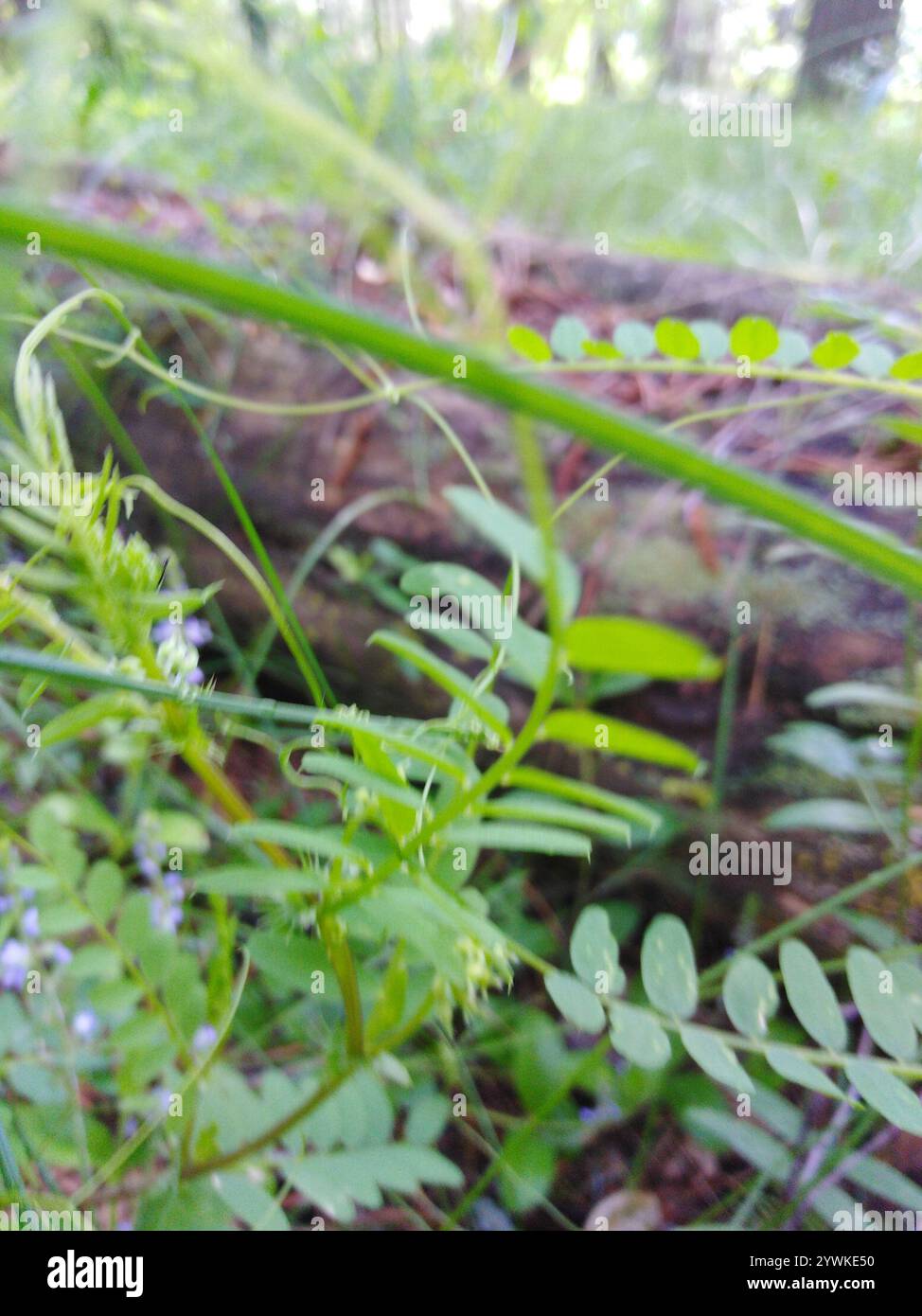 Wood Vetch (Vicia sylvatica Stock Photo - Alamy