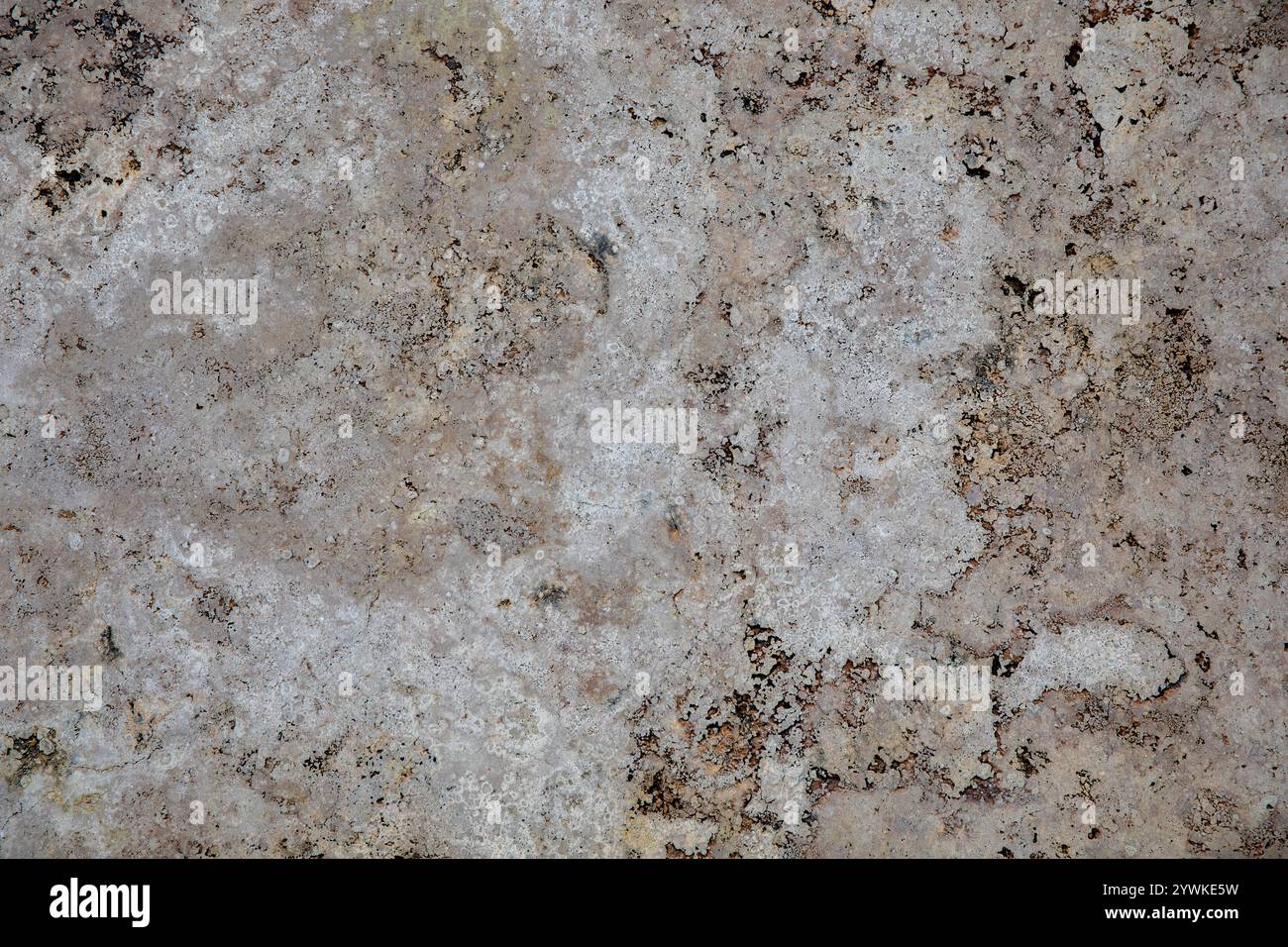 Random, Unique, Natural Cannstatter Travertine Texture - Freshwater ...