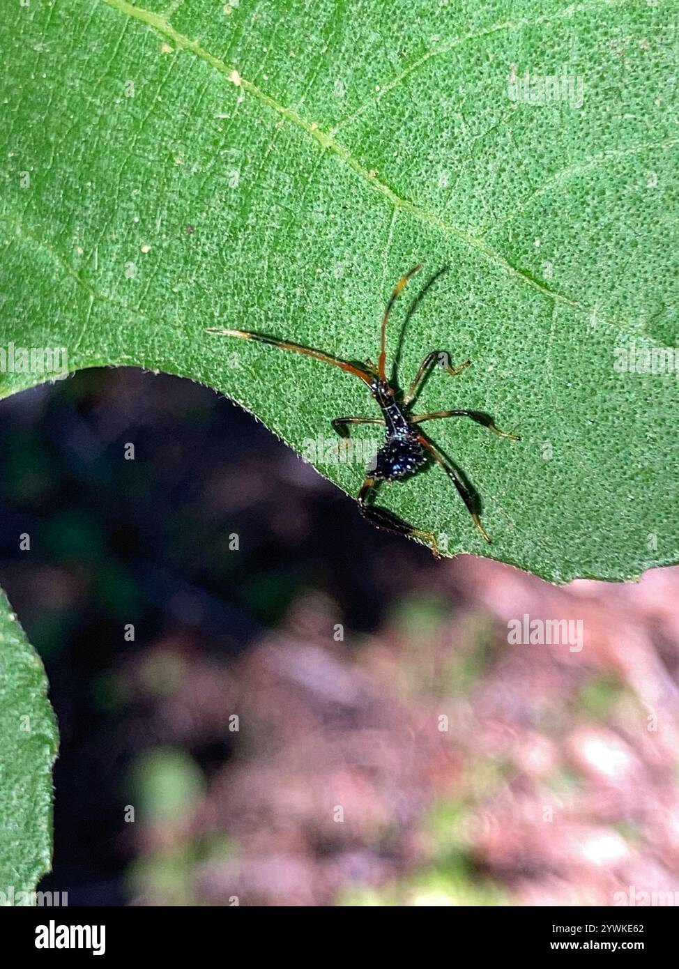 Spine-headed Bugs (Acanthocephala Stock Photo - Alamy