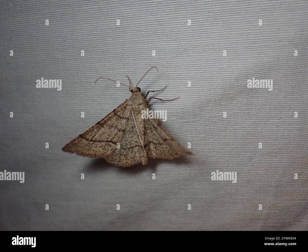 Angle Moths and Allies (Macariini Stock Photo - Alamy