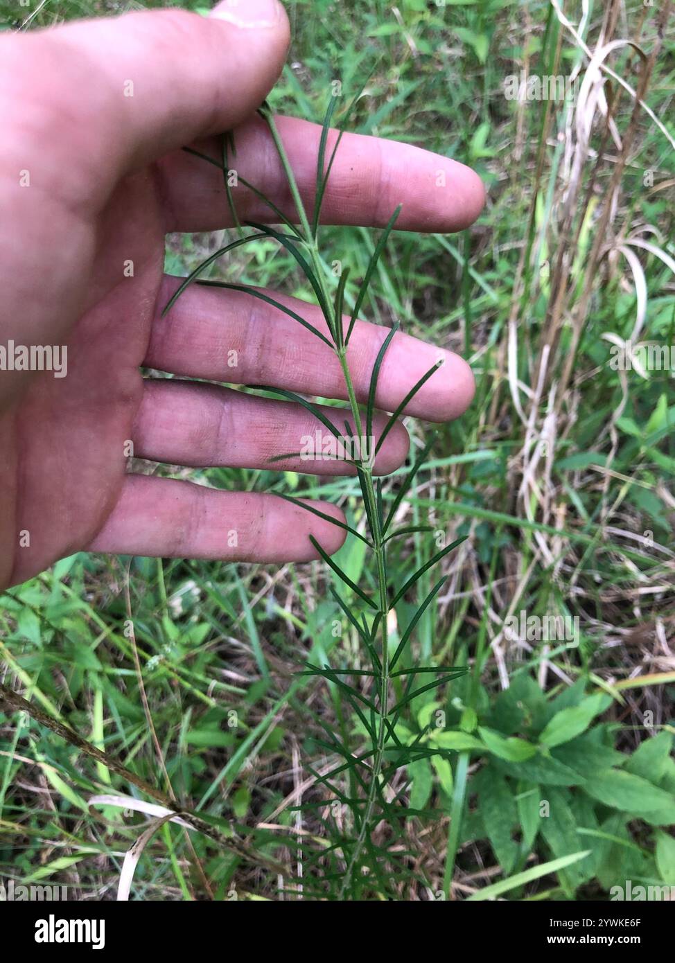 whorled milkweed (Asclepias verticillata Stock Photo - Alamy