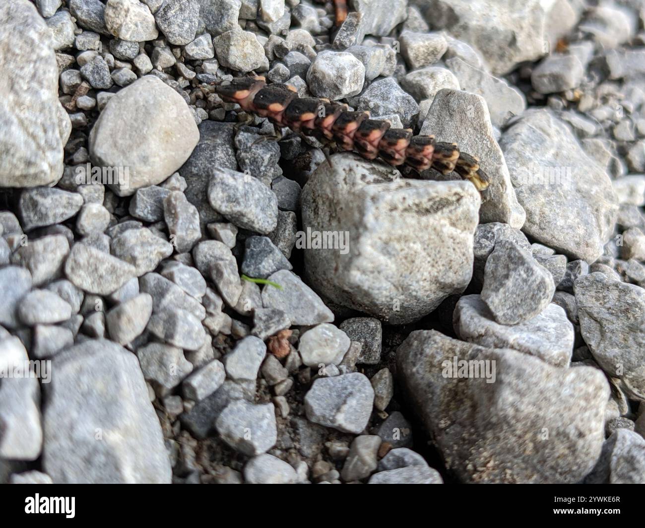 European Glow-worm (Lampyris noctiluca Stock Photo - Alamy