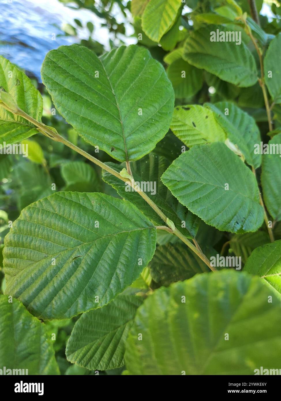 smooth alder (Alnus serrulata Stock Photo - Alamy