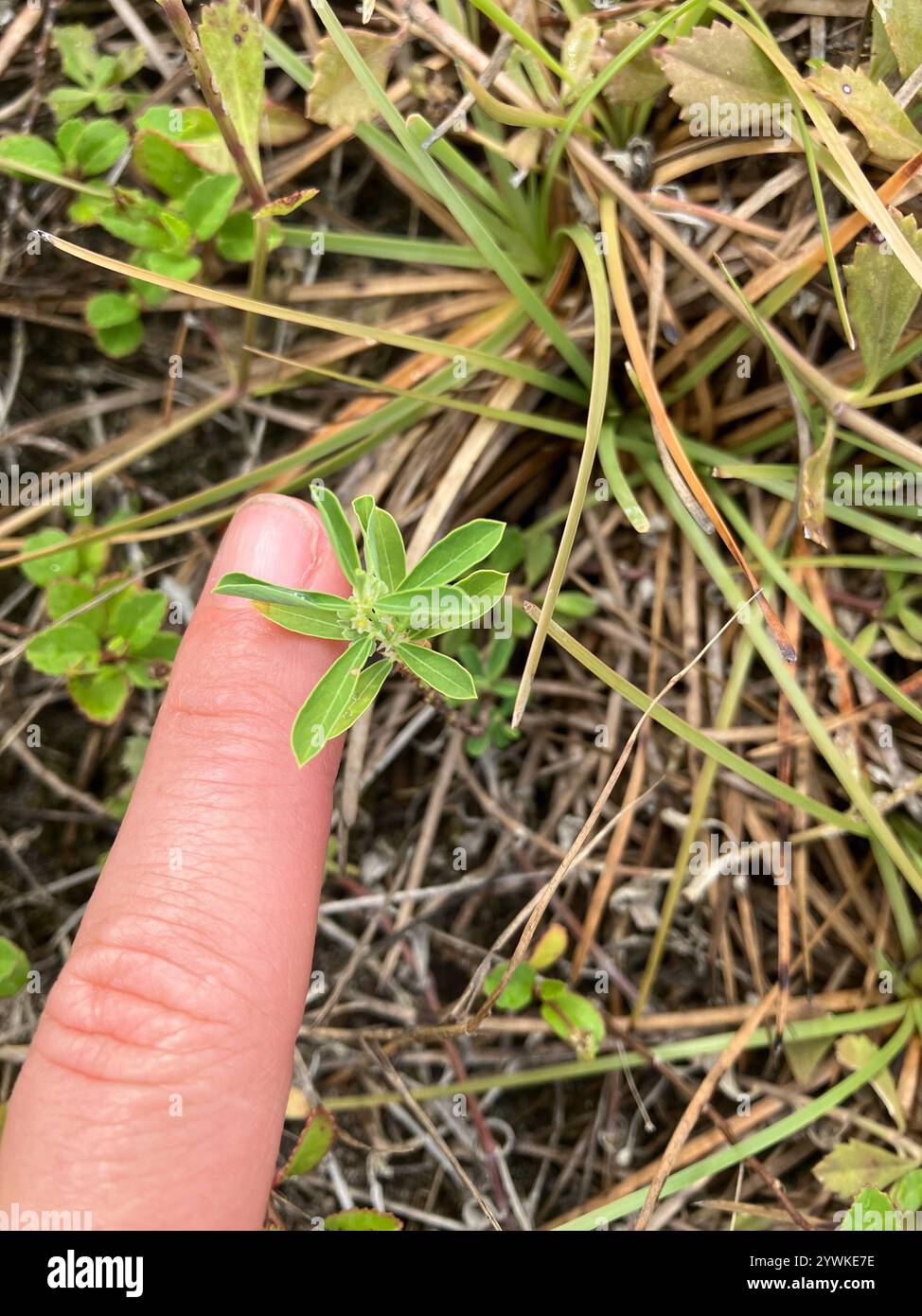 Smartweed Leafflower (Phyllanthus polygonoides Stock Photo - Alamy