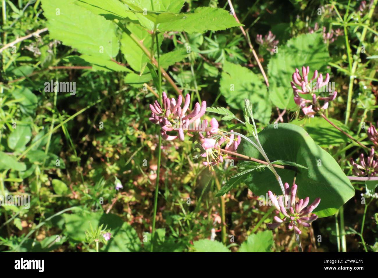 Pink Honeysuckle (Lonicera hispidula Stock Photo - Alamy