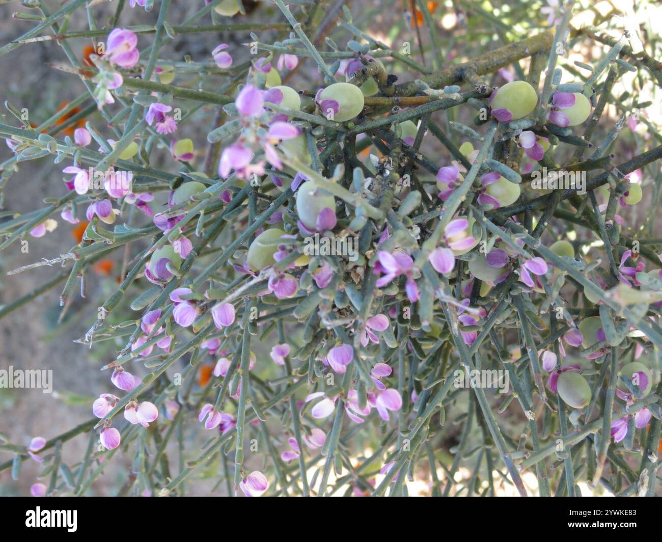 tortoise berry (Muraltia spinosa Stock Photo - Alamy