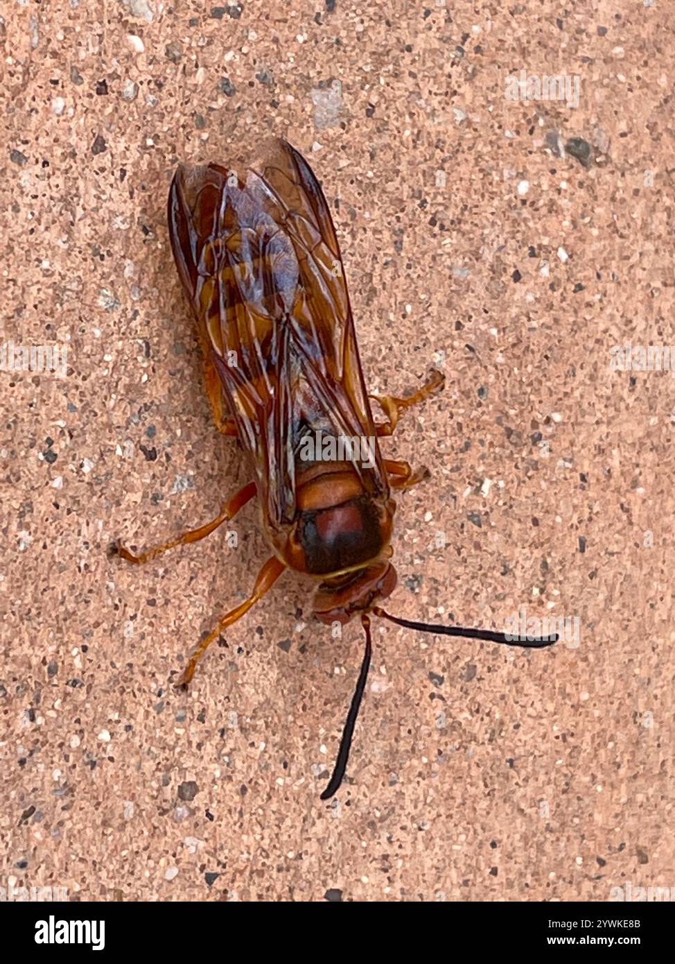 Western Cicada-killer Wasp (Sphecius grandis Stock Photo - Alamy
