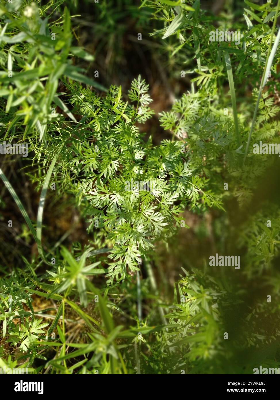 carrot family (Apiaceae Stock Photo - Alamy