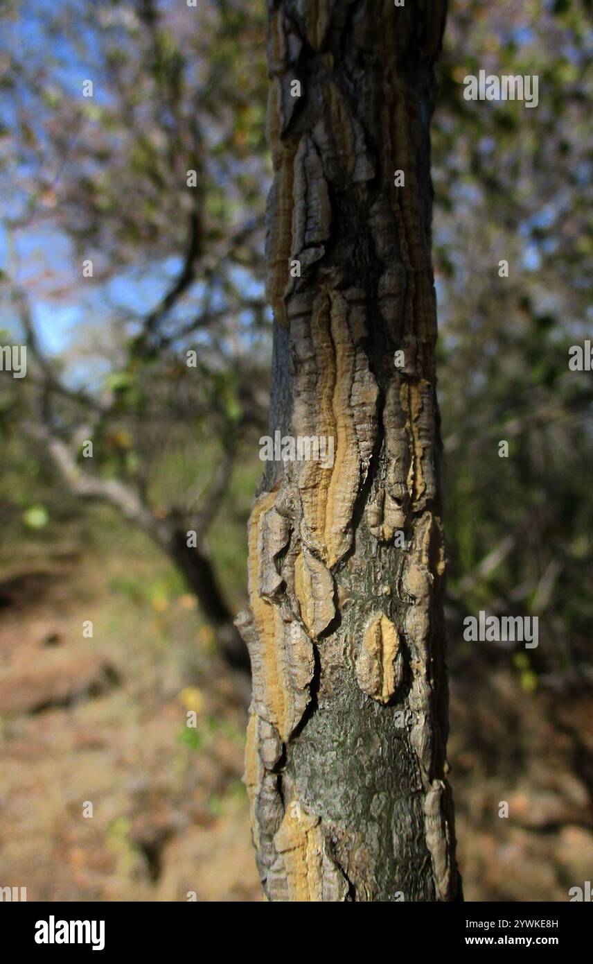 Caustic vine hi-res stock photography and images - Alamy