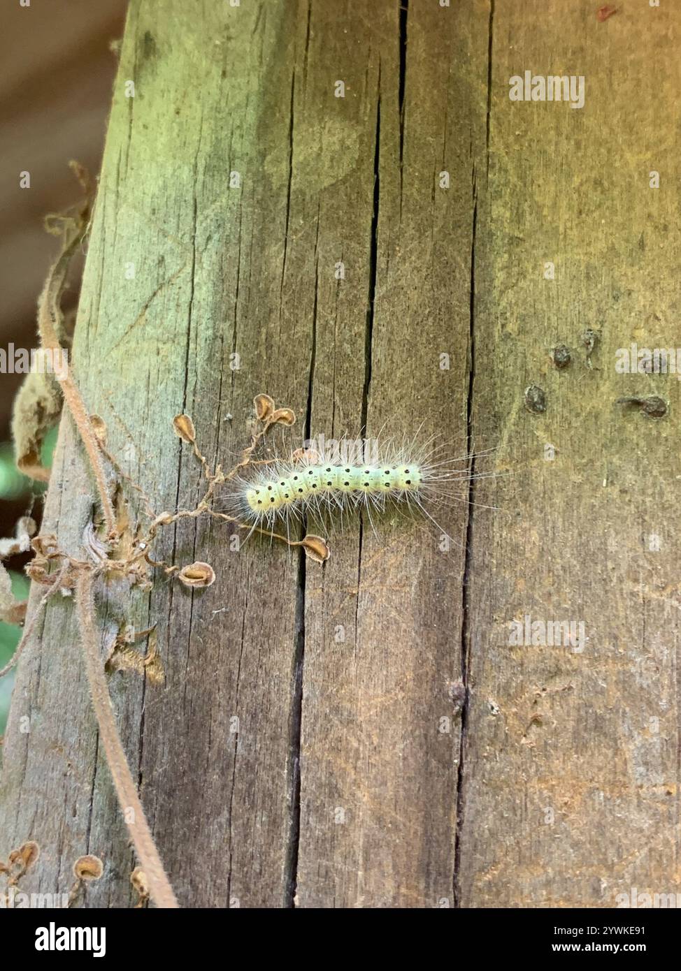 Fall Webworm Moth (Hyphantria cunea Stock Photo - Alamy