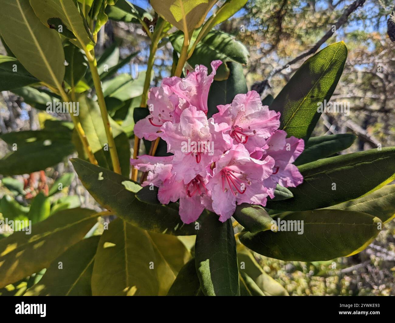 Pacific rhododendron (Rhododendron macrophyllum Stock Photo - Alamy