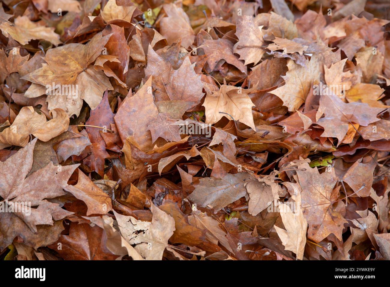 Fallen Leaves Texture: Autumn Nature Background with Colorful Foliage ...