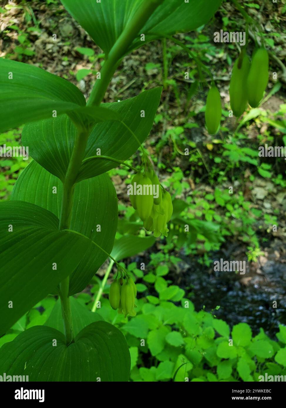 giant Solomon's seal (Polygonatum biflorum commutatum Stock Photo - Alamy