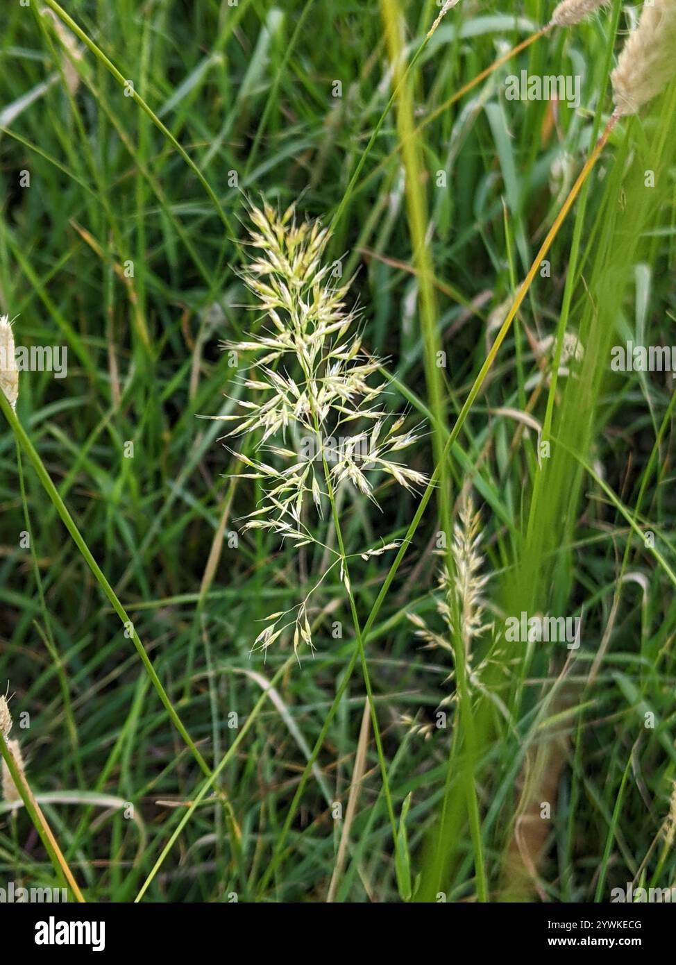 Yellow Oat-grass (Trisetum flavescens Stock Photo - Alamy
