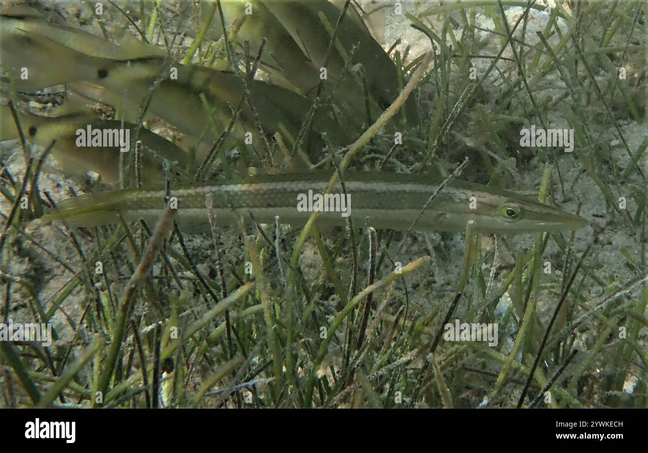 Cigar Wrasse (Cheilio inermis Stock Photo - Alamy