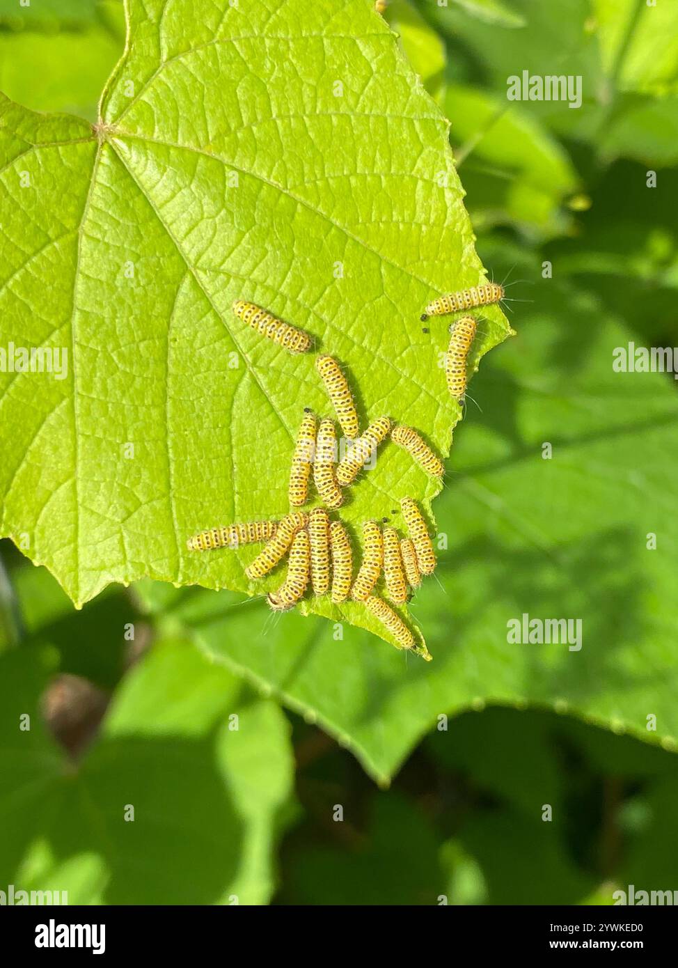 Grapeleaf Skeletonizer Moth (Harrisina americana Stock Photo - Alamy