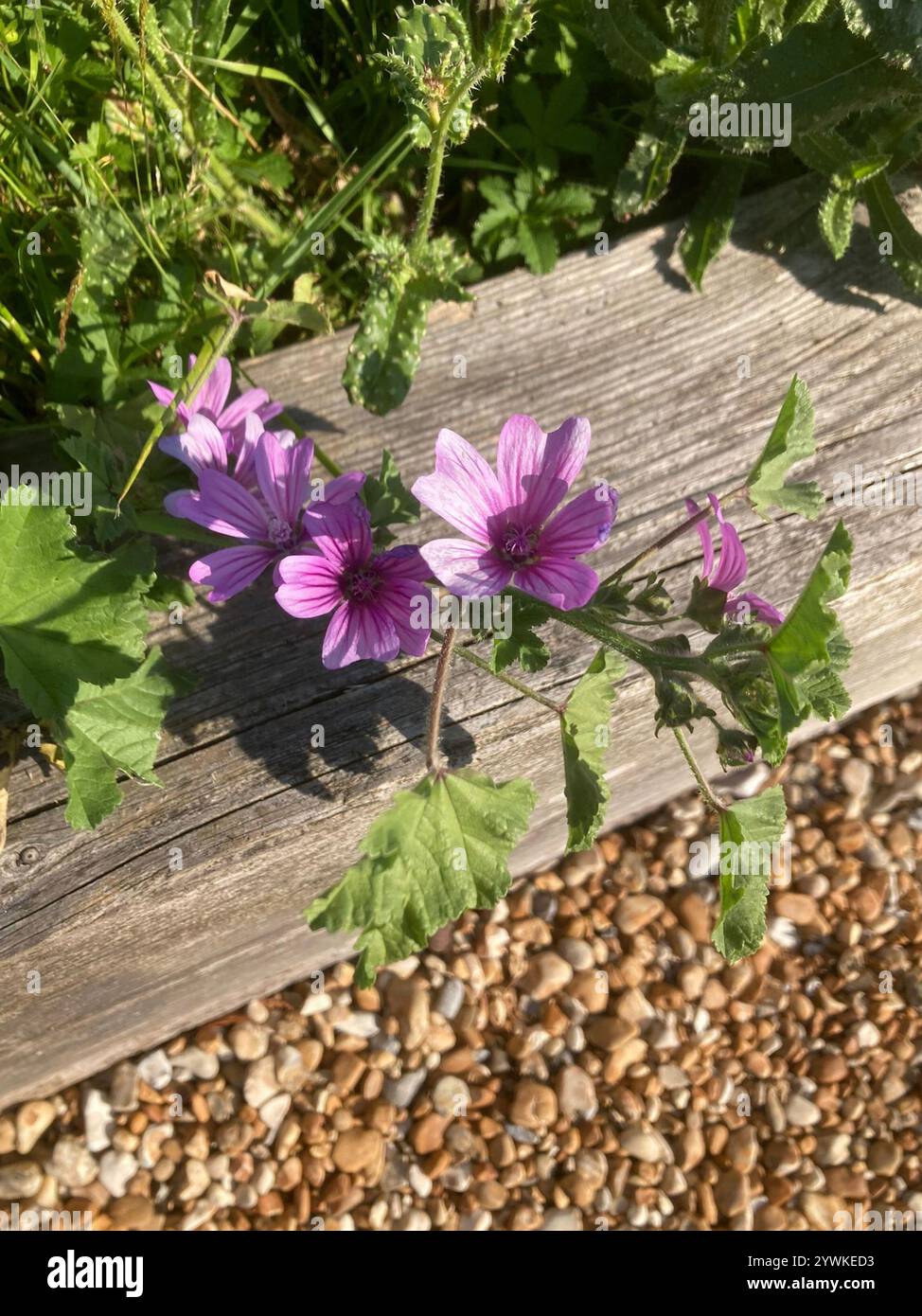Common Mallow (Malva sylvestris Stock Photo - Alamy