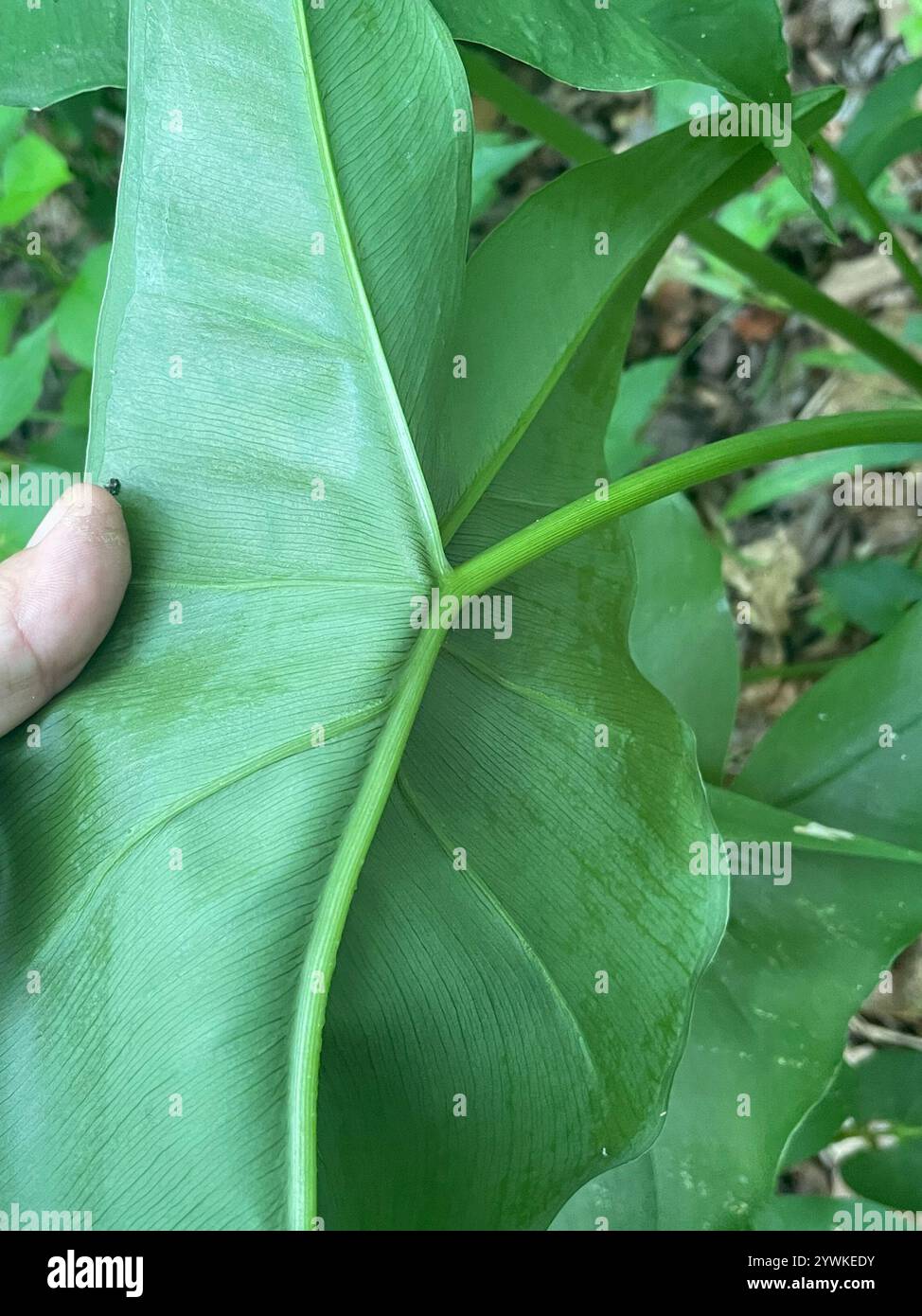 Green Arrow Arum (Peltandra virginica Stock Photo - Alamy